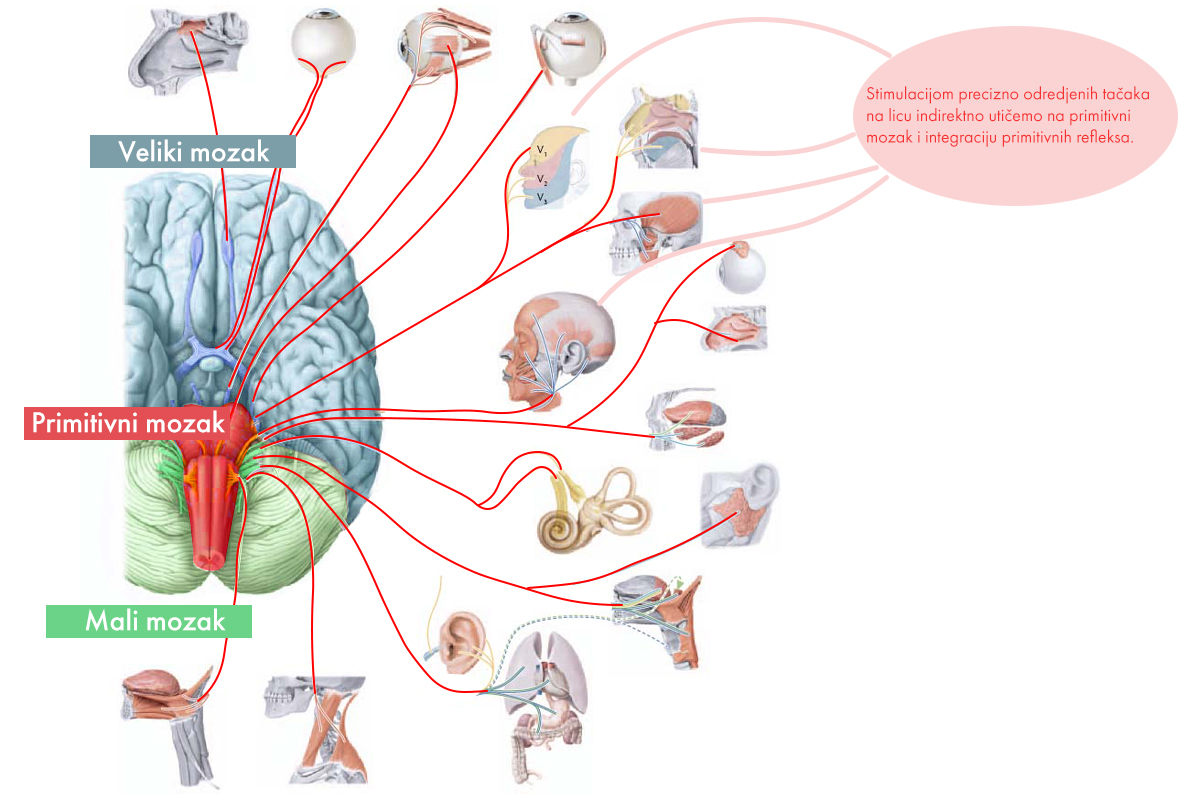 VUKOV CENTAR Masgutova metoda - Vukov centar - Therasuit Srbija